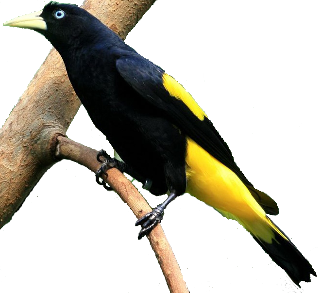 Arutani | Portal Japiim | ProDoclin